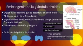 Tiroides Anatomía y Fisiología | PPTX