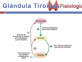 Tiroides | PPTX