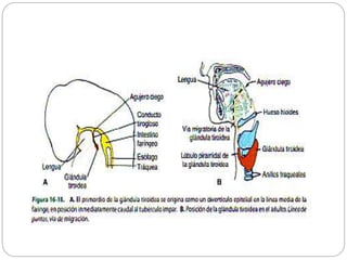 Tiroides: origen y desarrollo embrionario | PPTX
