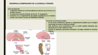 TIROIDES EMBRIOLOGIA ANATOMIA Y FISIOLOGIA | PPTX