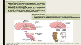 TIROIDES EMBRIOLOGIA ANATOMIA Y FISIOLOGIA | PPTX