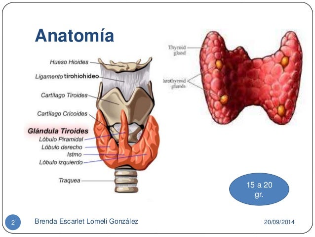 fisiopatología de tiroides