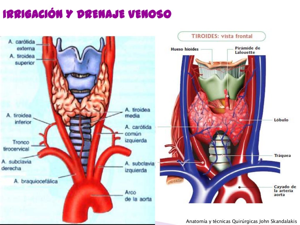 Tiroides generalidades