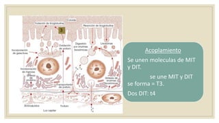 Tiroides introduccion | PPTX