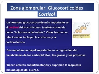 Unidad 7 Sistema Endócrino: TIROIDES PANCREAS SUPRARRENAL.pptx