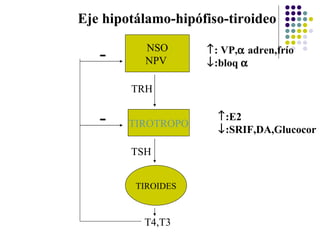 Tiroides paratir | PPT