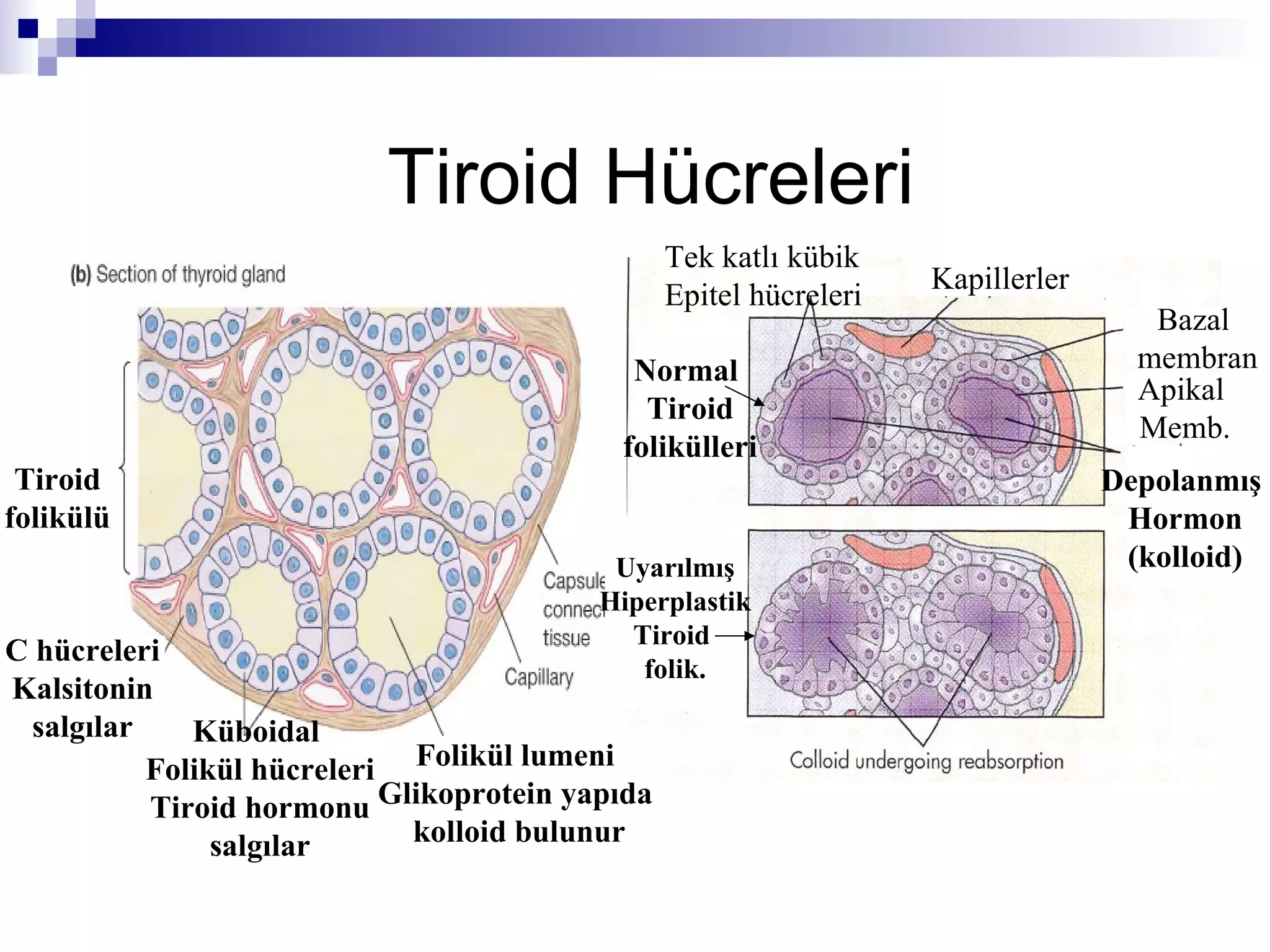 Tiroid fizyolojisi (fazlası için www.tipfakultesi.org ) | PPT