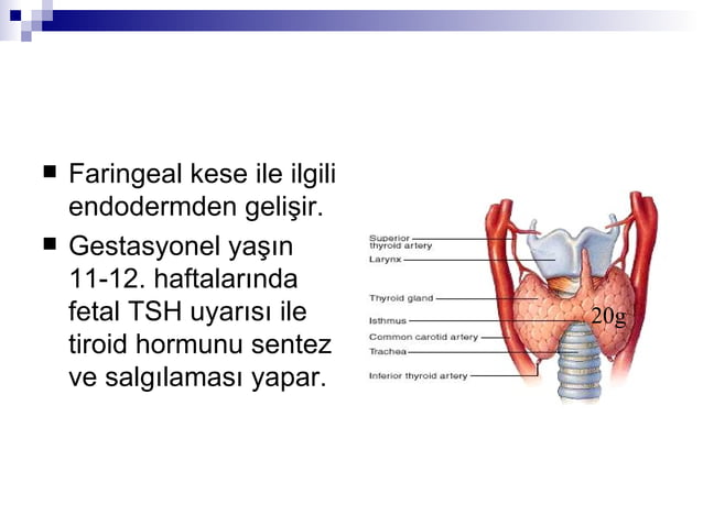 Tiroid fizyolojisi (fazlası için www.tipfakultesi.org ) | PPT