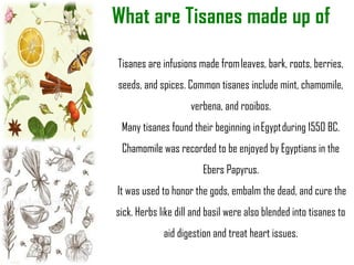 TISANES_2020.pptx Decoding the Tisane Experience | PPTX