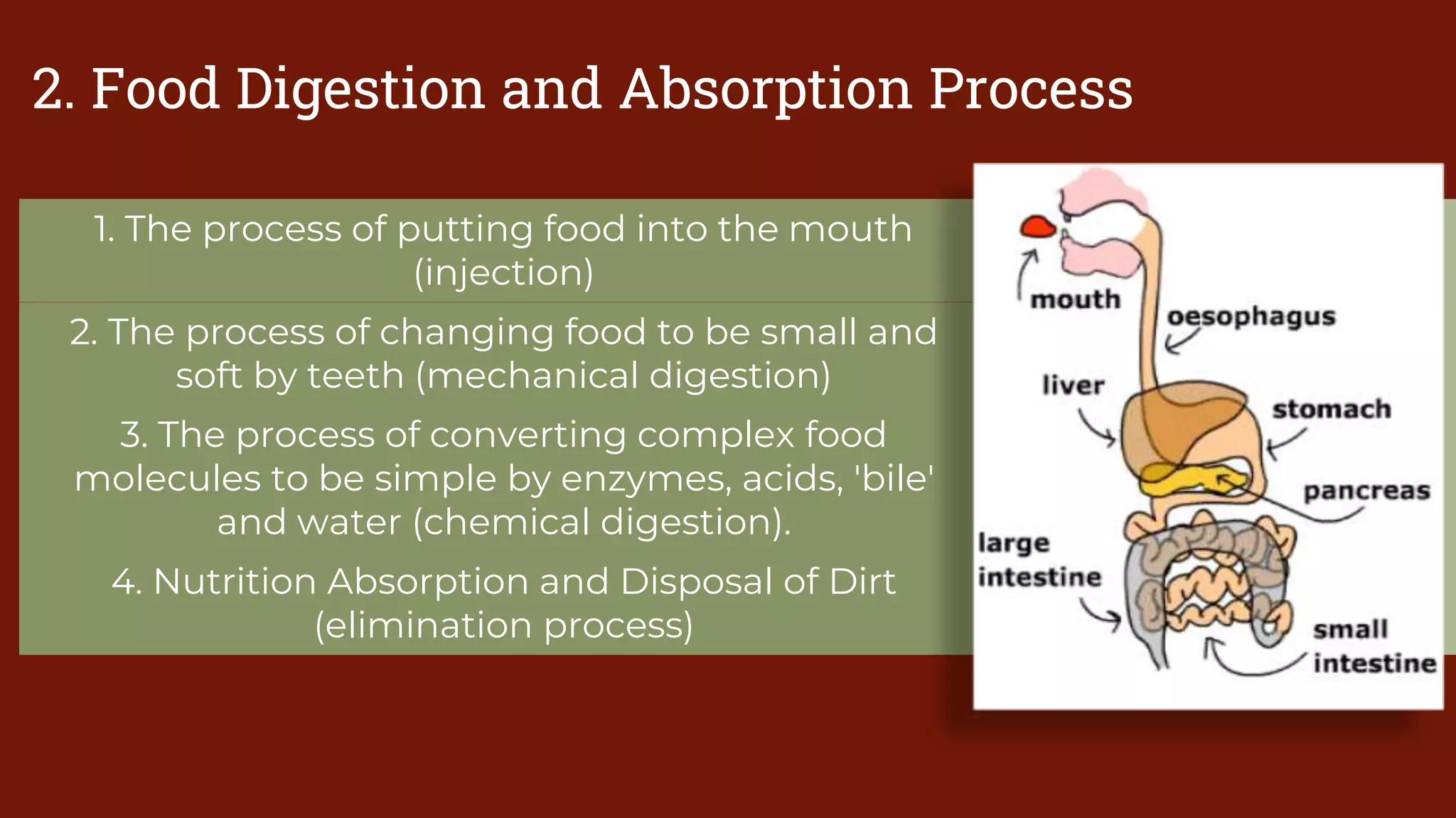 Biology: Digestive System | PPTX
