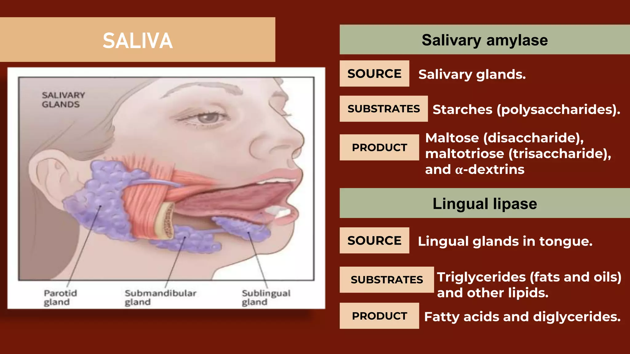 Biology: Digestive System | PPTX