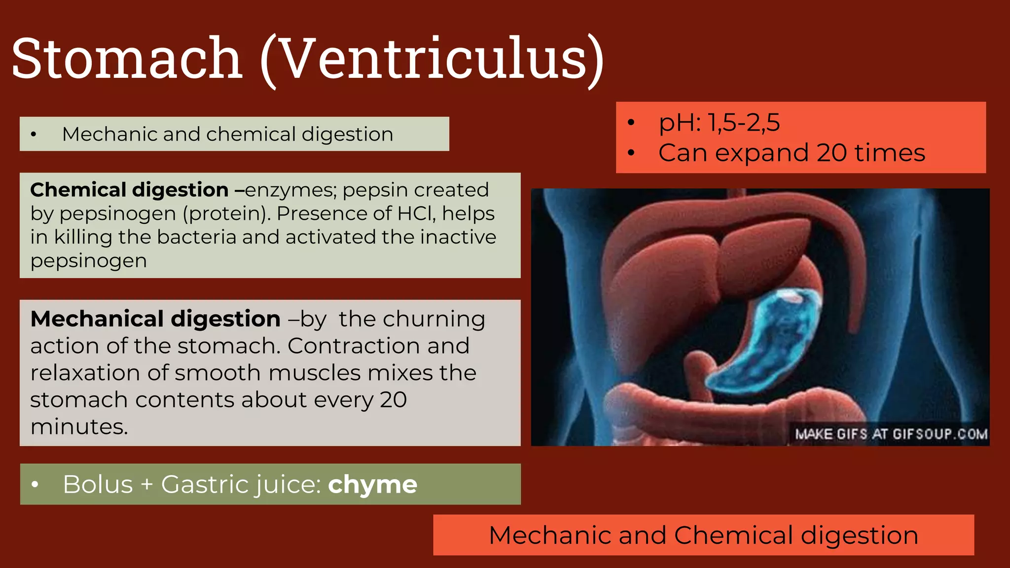 Biology: Digestive System | PPTX