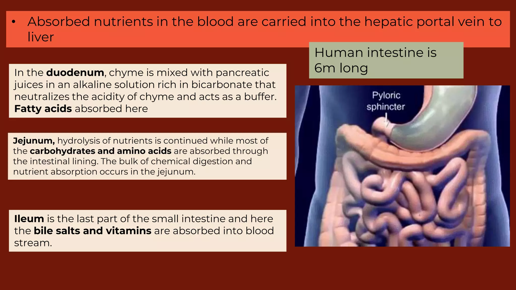 Biology: Digestive System | PPTX