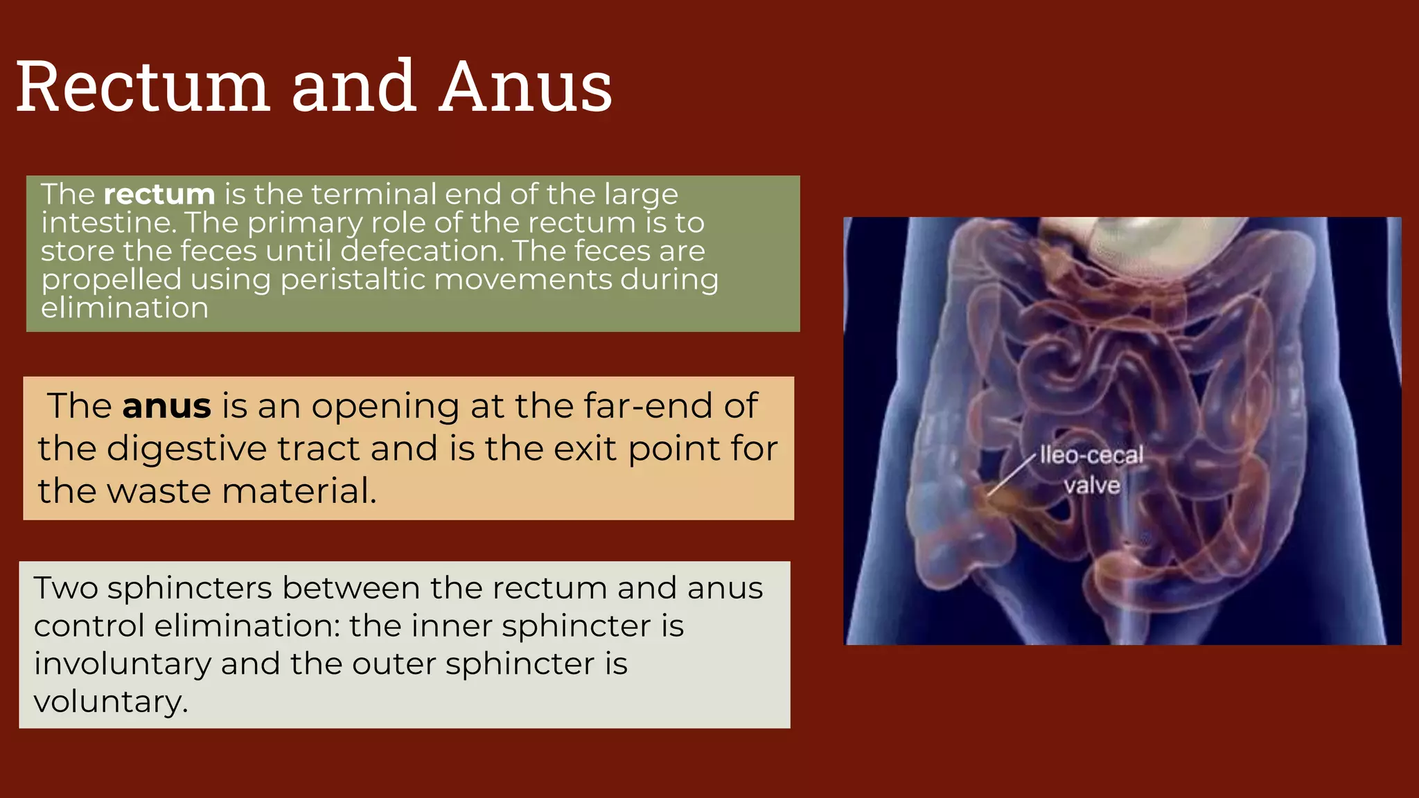 Biology: Digestive System | PPTX