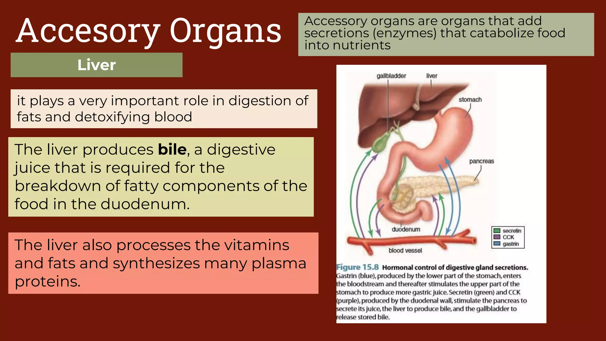 Biology: Digestive System | PPTX