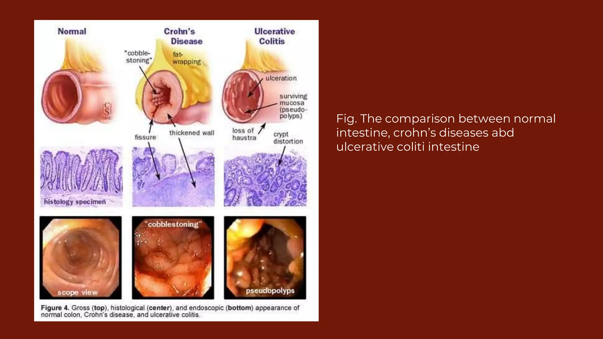 Biology: Digestive System | PPTX