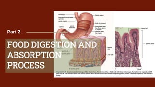Biology: Digestive System | PPTX