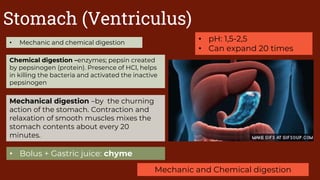Biology: Digestive System | PPTX
