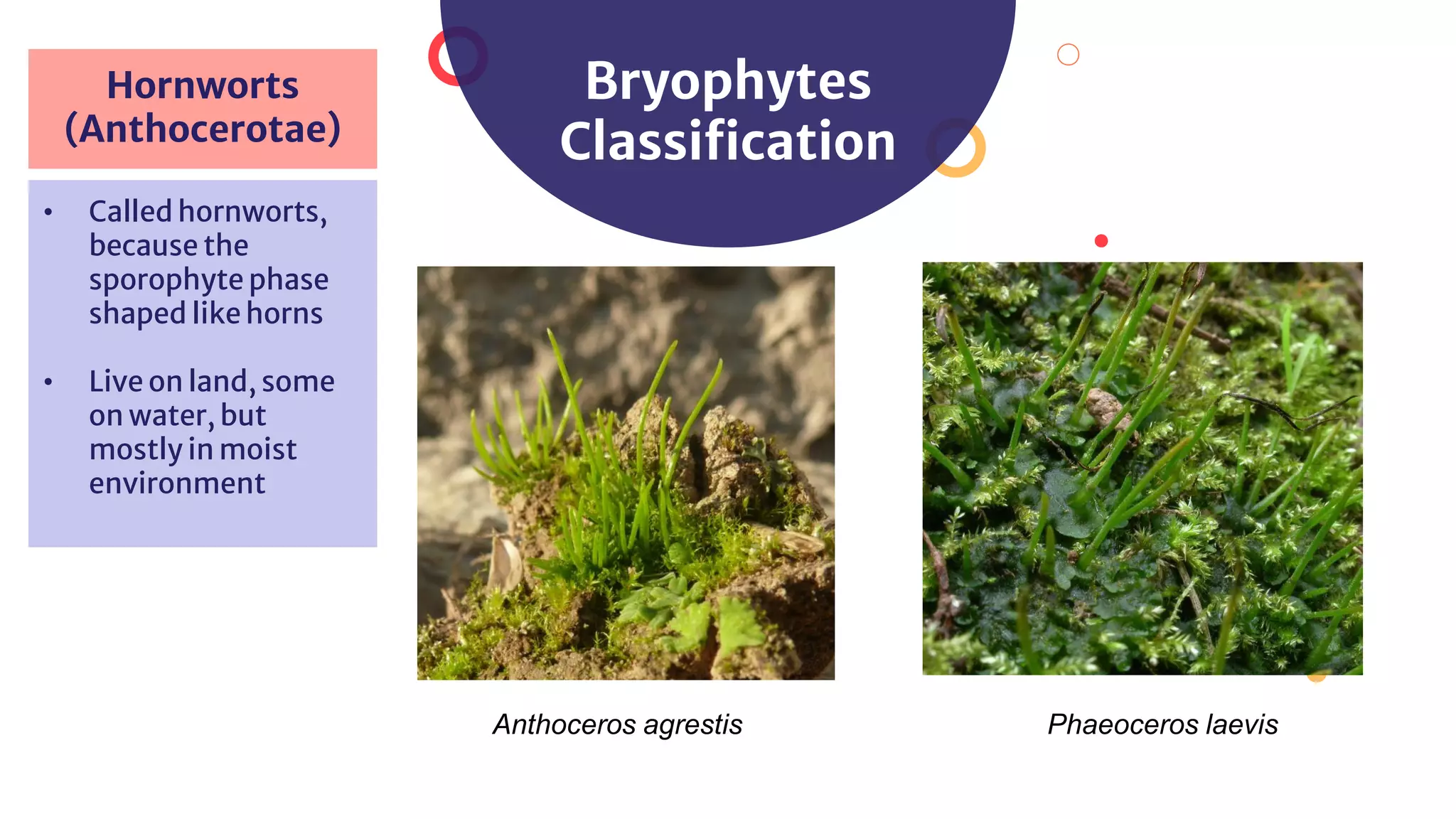 Biology: Kingdom Plantae | PDF