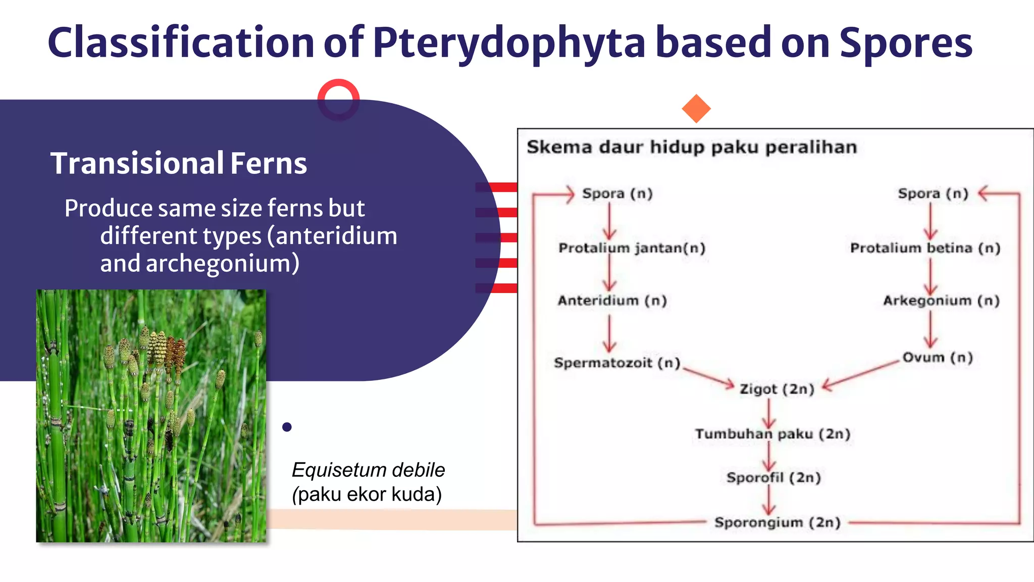 Biology: Kingdom Plantae | PDF