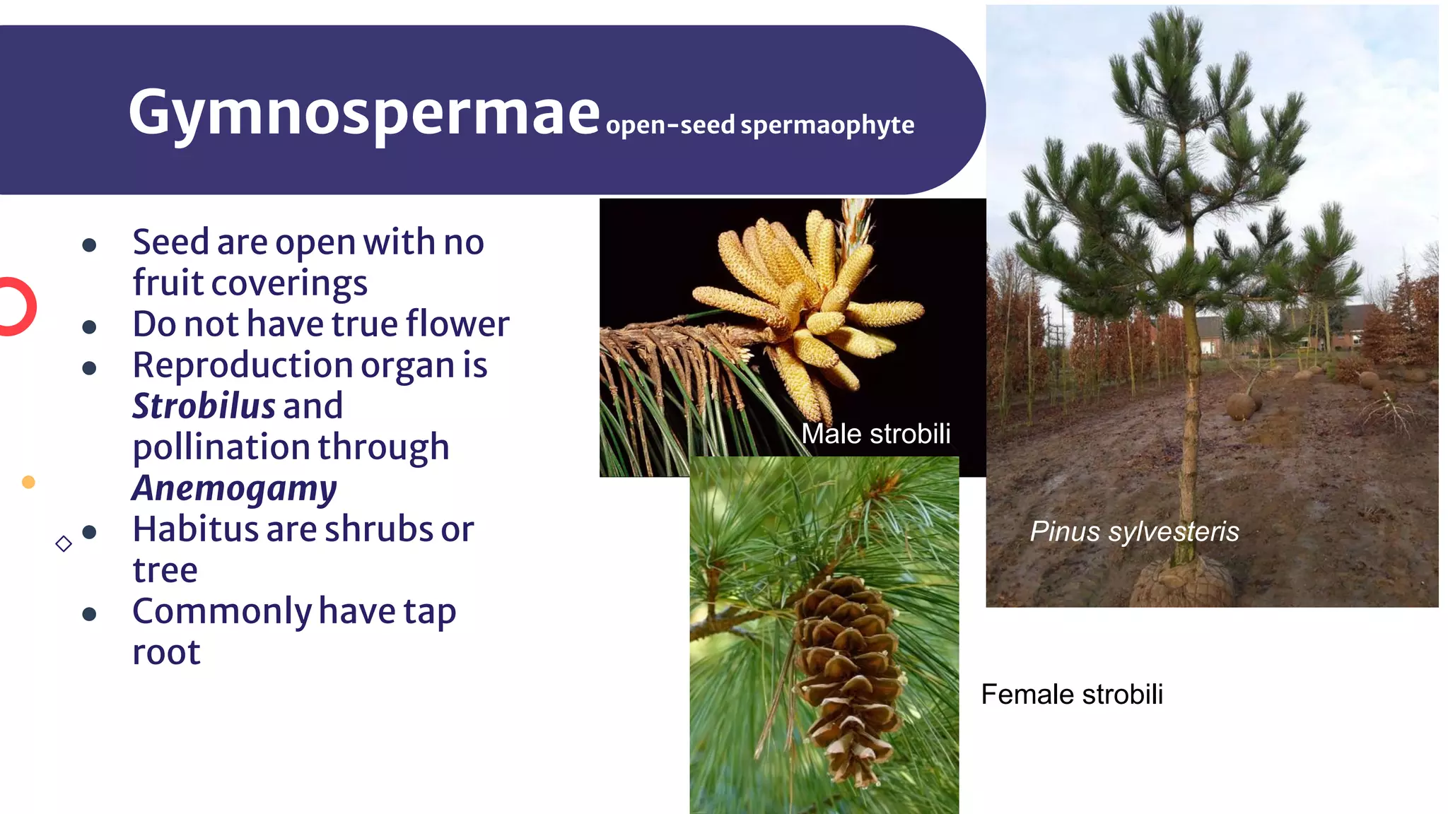 Biology: Kingdom Plantae | PDF