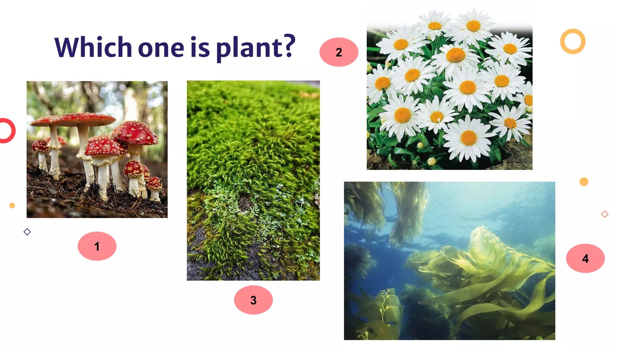 Biology: Kingdom Plantae | PDF