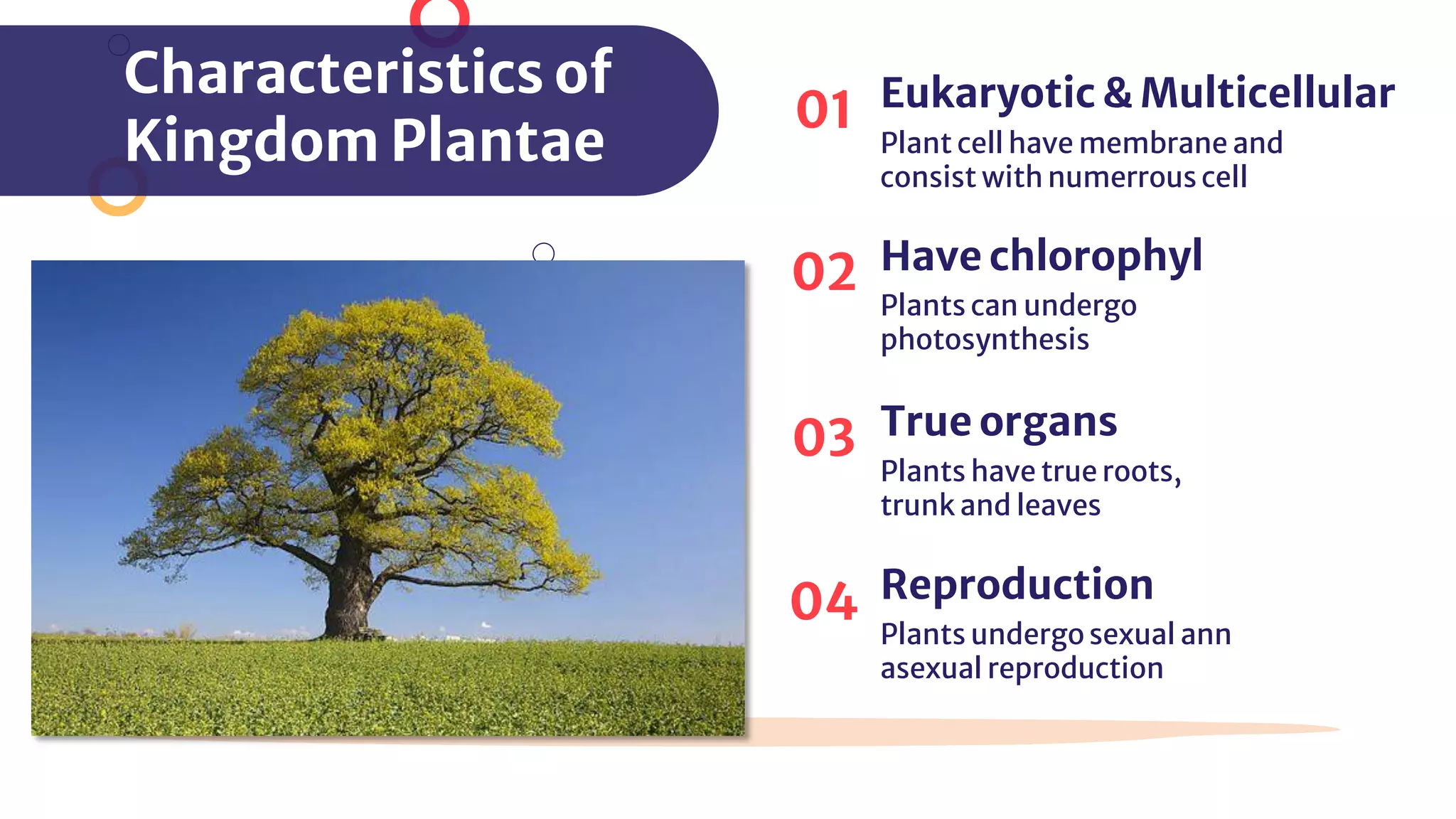 Biology: Kingdom Plantae | PDF