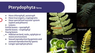 Biology: Kingdom Plantae | PDF