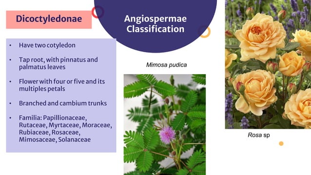 Biology: Kingdom Plantae | PPT