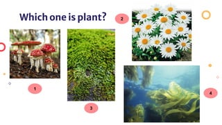 Biology: Kingdom Plantae | PDF
