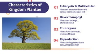 Biology: Kingdom Plantae | PDF