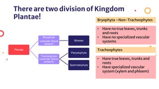 Biology: Kingdom Plantae | PDF