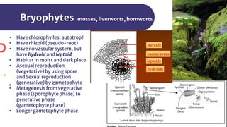 Biology: Kingdom Plantae | PDF