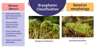 Biology: Kingdom Plantae | PDF
