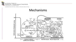 Exsanguinating trauma - from CPR to EPR | PDF