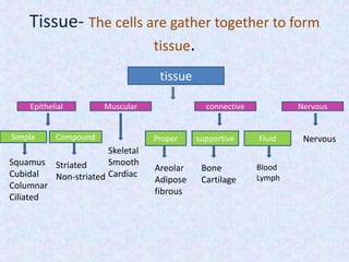 CELLS COMBINES TO FORM VARIOUS TYPE .pptx