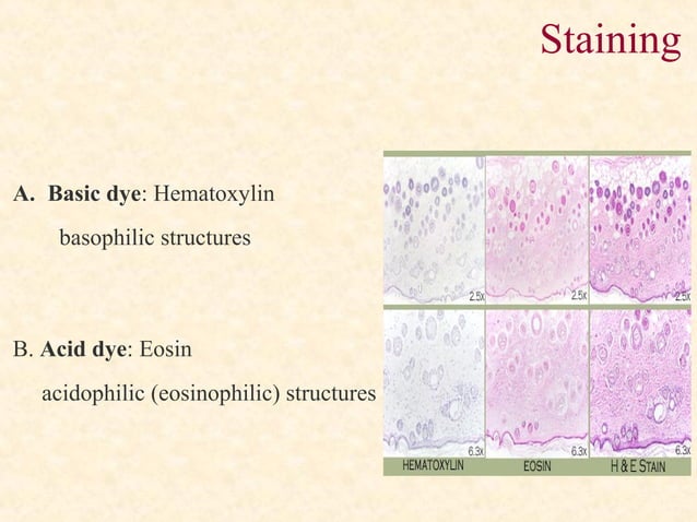 Tissue Processing in Histopathology | PPT