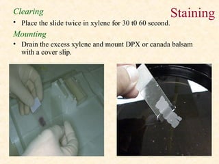 Tissue Processing in Histopathology | PPT