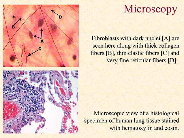 Tissue Processing in Histopathology | PPT