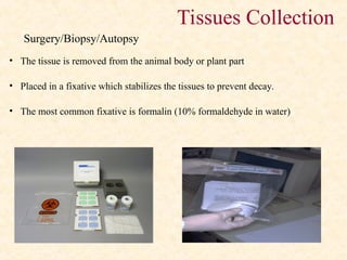 tissue processing in department of Pathology | PPT