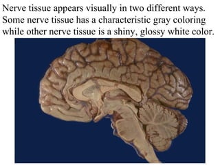 Tissue | PPT