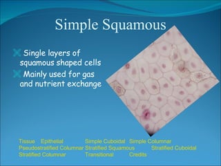 Tissue | PPT