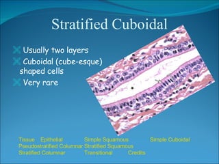 Tissue | PPT
