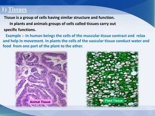 Tissue | PPTX