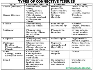 Connective Tissue Types Chart