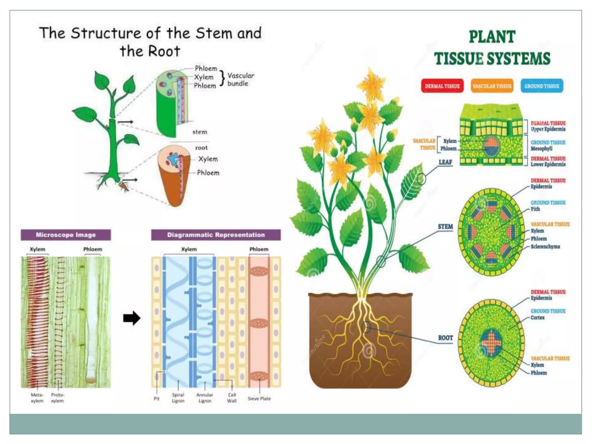 Tissue class 9 | PPTX