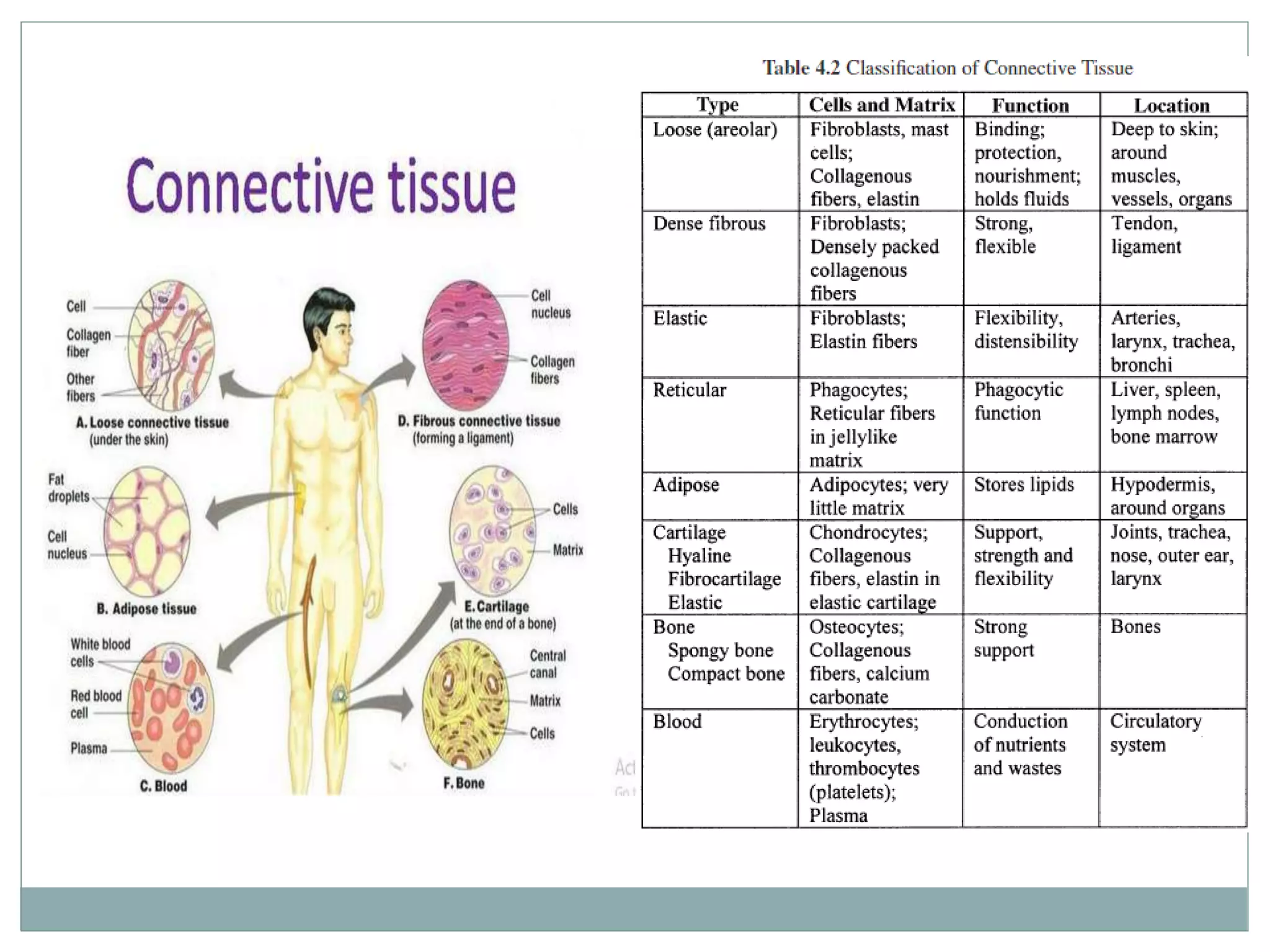 Tissue class 9 | PPTX