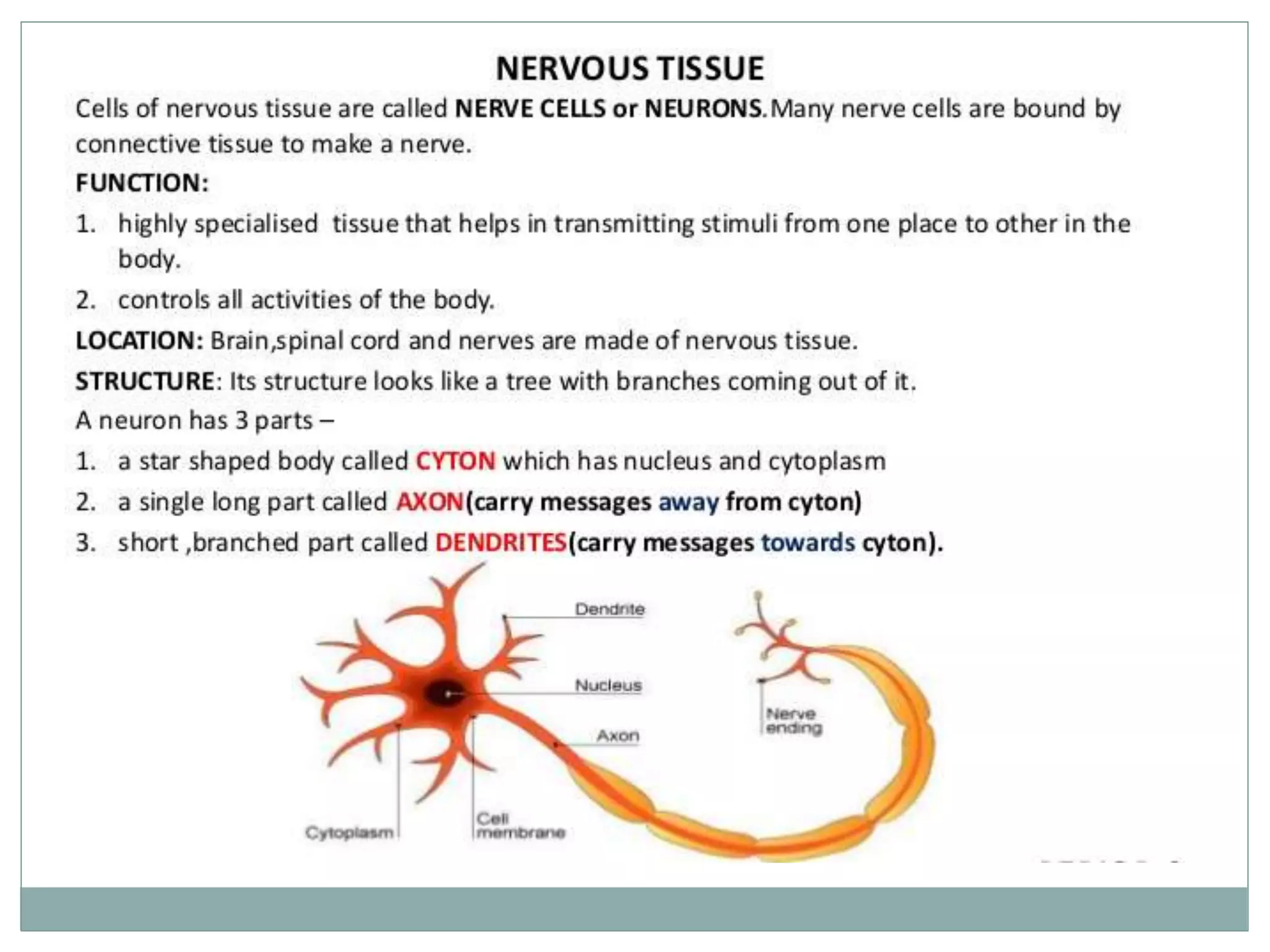 Tissue class 9 | PPTX