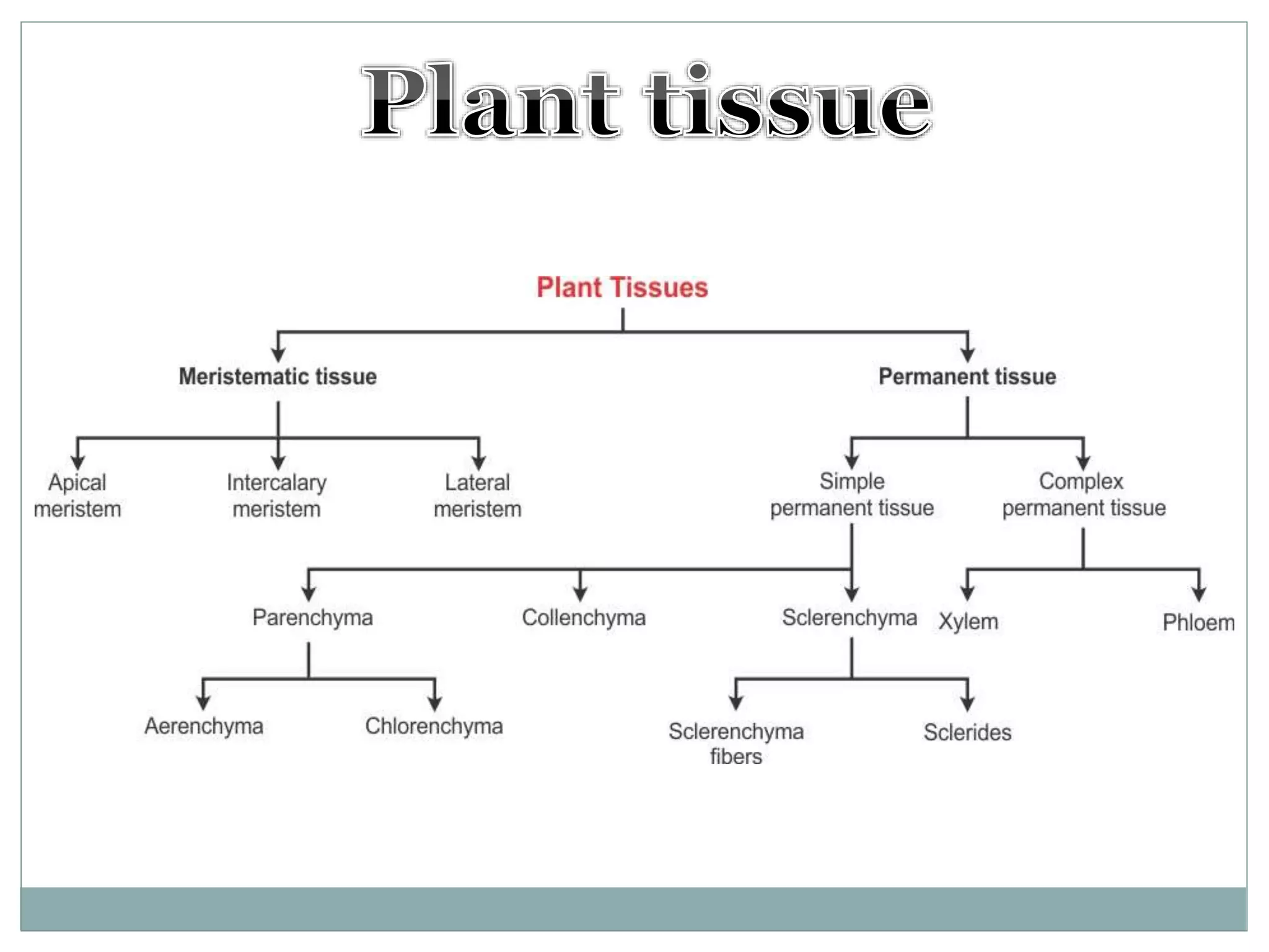 Tissue class 9 | PPTX