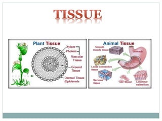 Tissue class 9 | PPTX